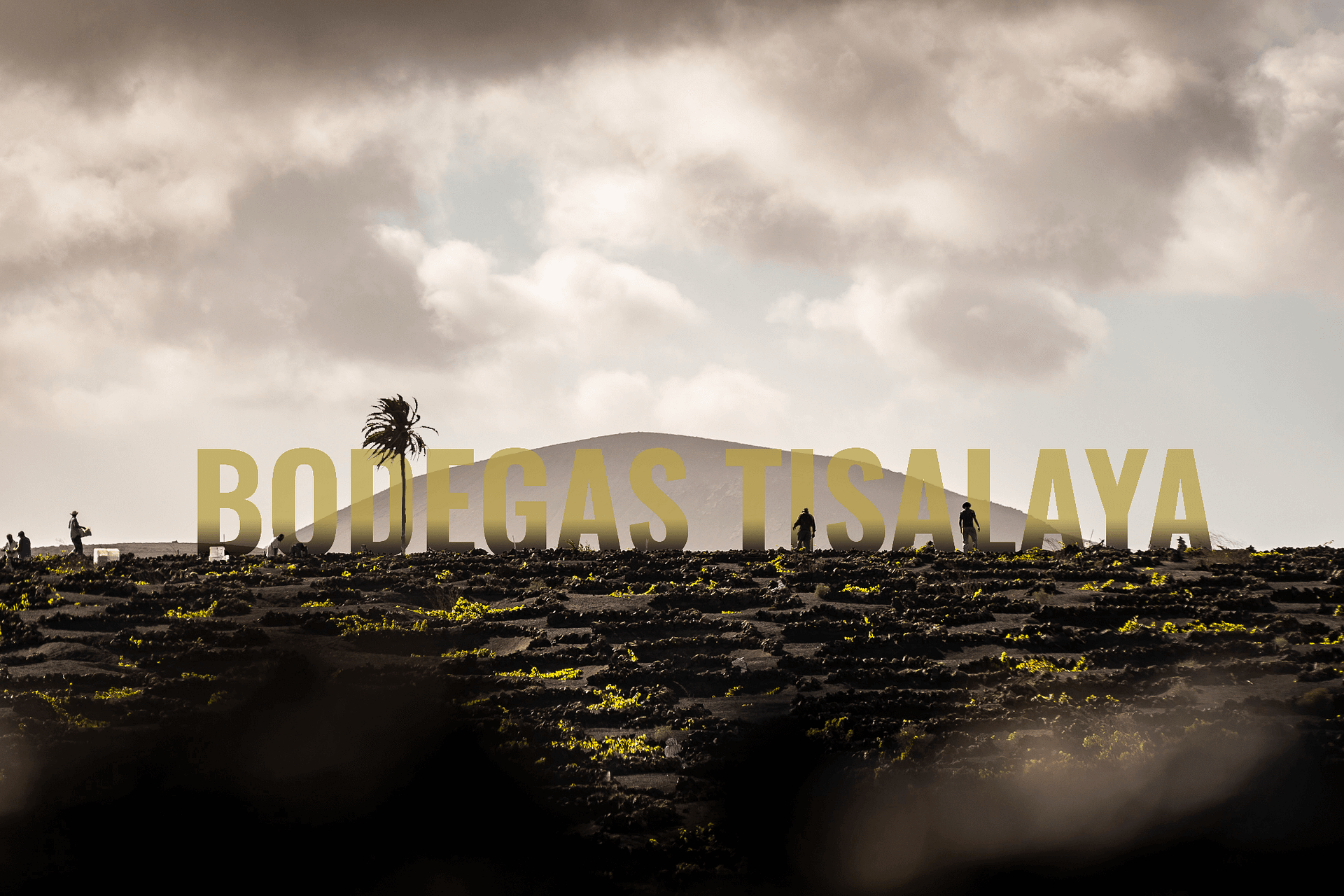 Home - Bodegas Tisalaya